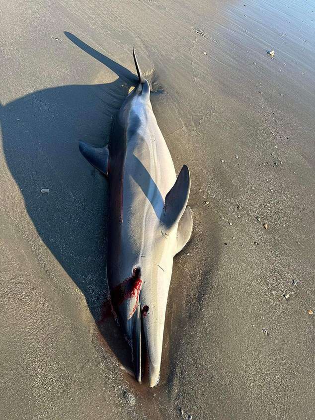 Dead dolphin bleeding from its eye and jaw that washed up on New Jersey ...