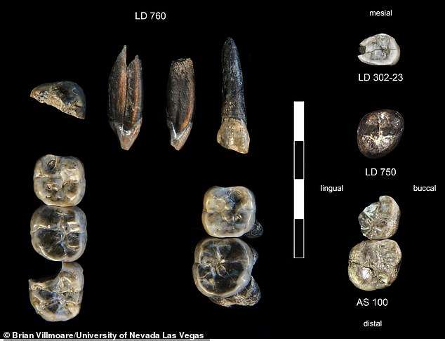 Missing chapter of human evolution revealed in 2.8-million-year-old ...
