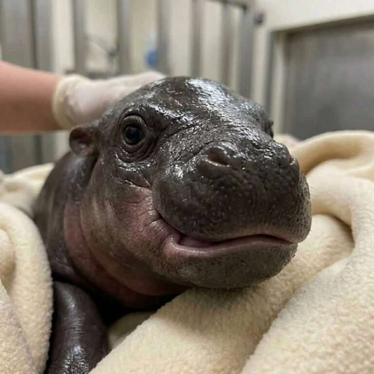 Joy the Smiling Hippo Will Delight Visitors at London Zoo - London Mail